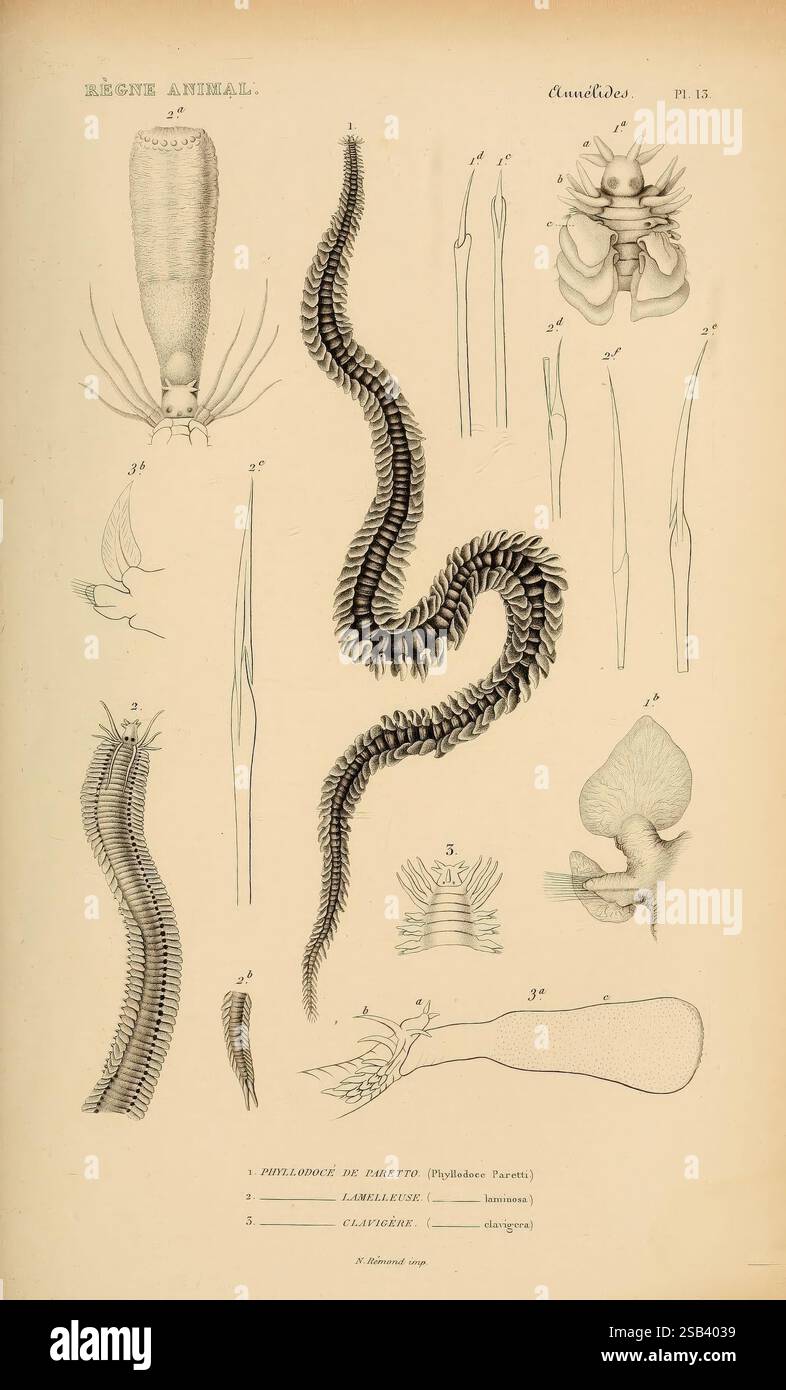 Le règne animal distribué d'après son organisation Paris, 1836-1849 ...