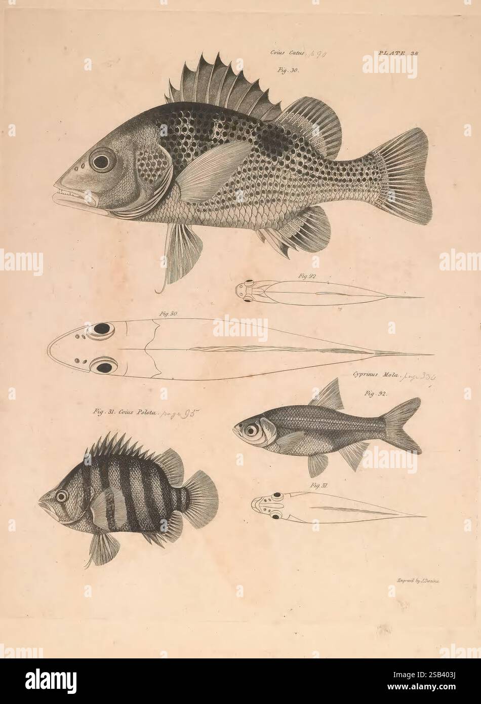 An account of the fishes found in the river Ganges and its branches ...