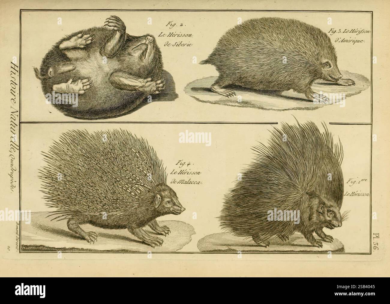 Two different hedgehog species viewed hi-res stock photography and ...