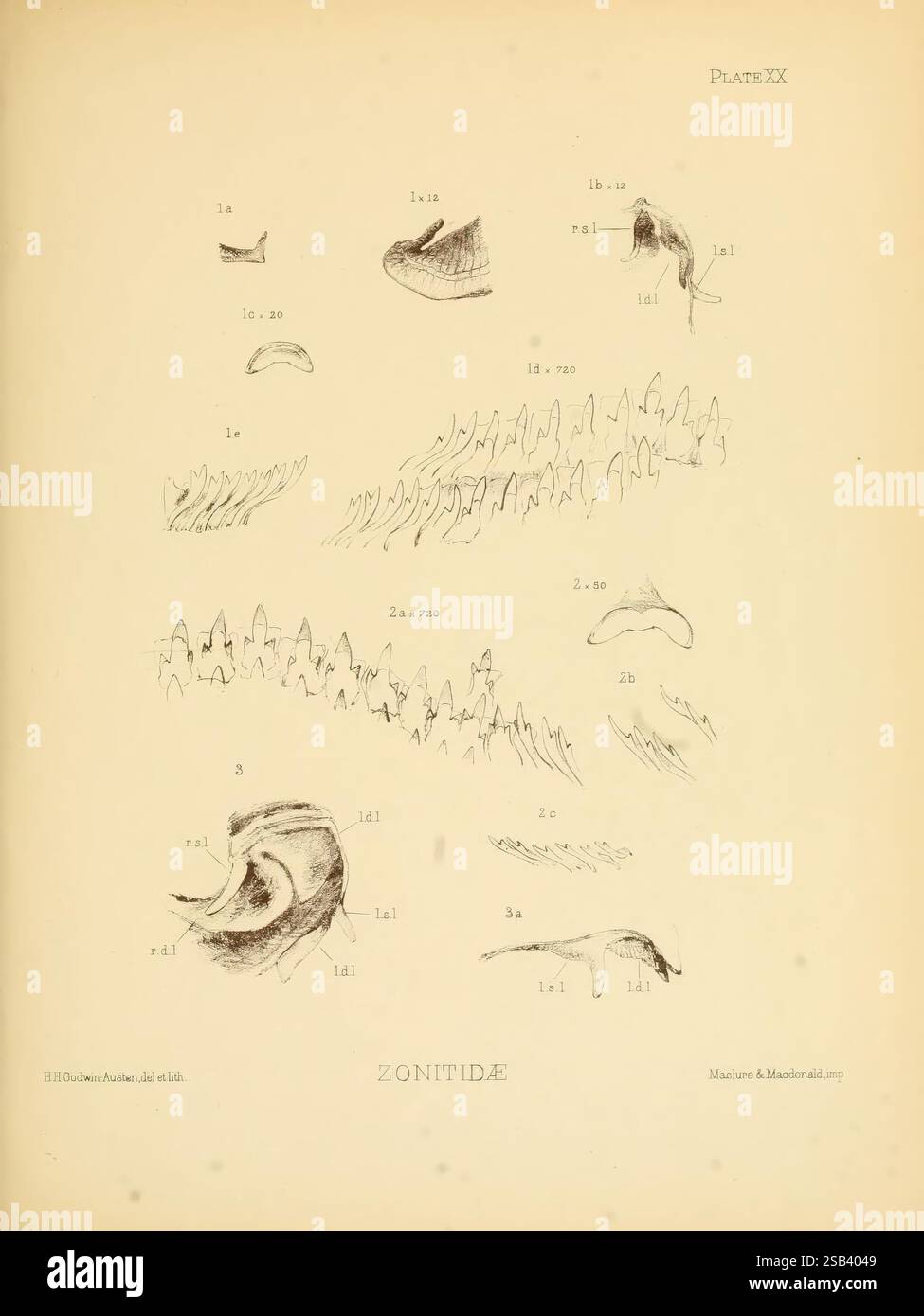 Land, and, freshwater, Mollusca, of, India, London, Taylor and, Francis ...