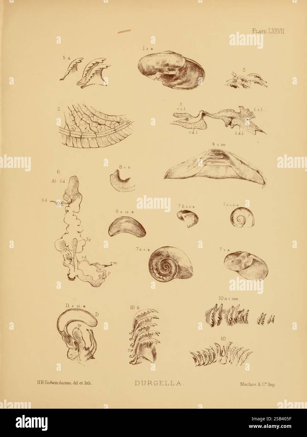 Various anatomical details depicted hi-res stock photography and images ...