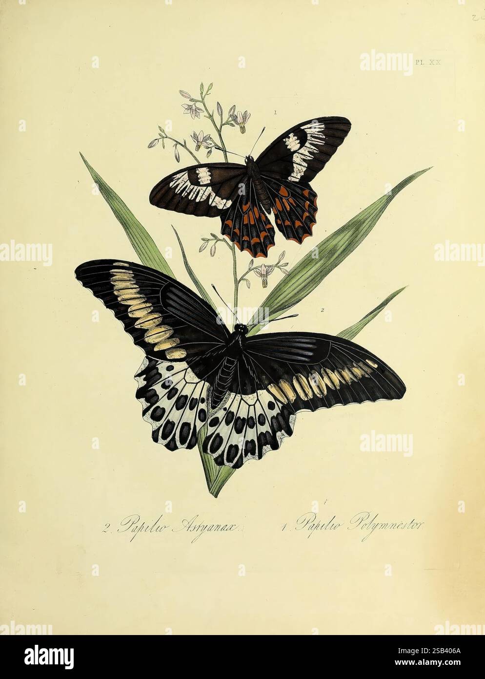 Intricate wing markings hi-res stock photography and images - Alamy