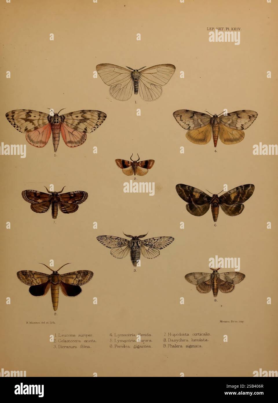 Top row showcases three distinct species hi-res stock photography and ...