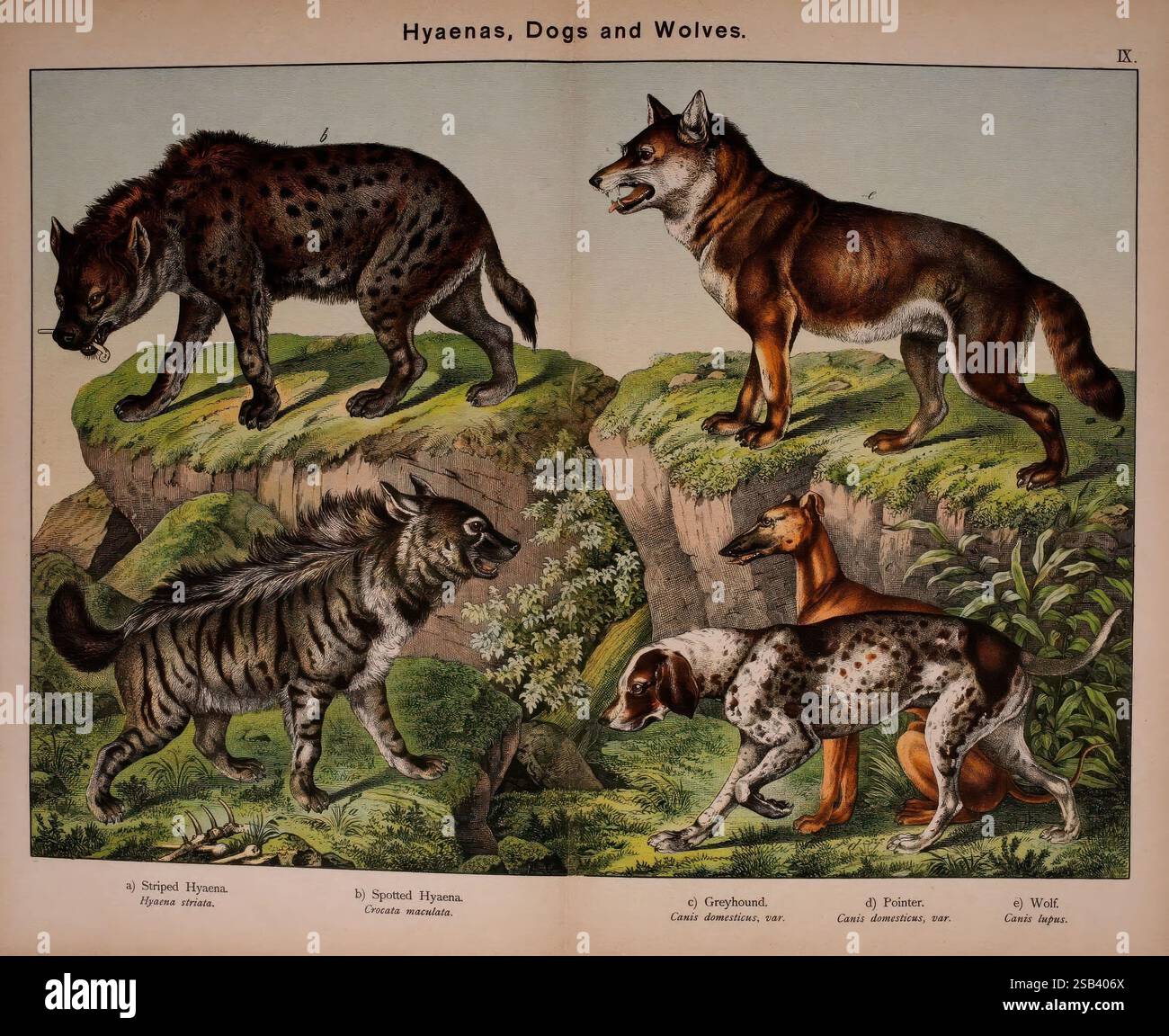 Spotted hyena exhibits hi-res stock photography and images - Alamy