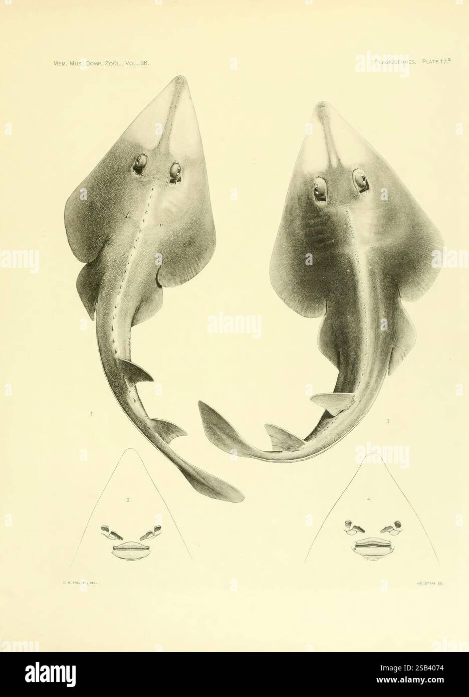 The Plagiostomia, Sharks, Skates, And Rays Cambridge, U.S.A, 1913 ...