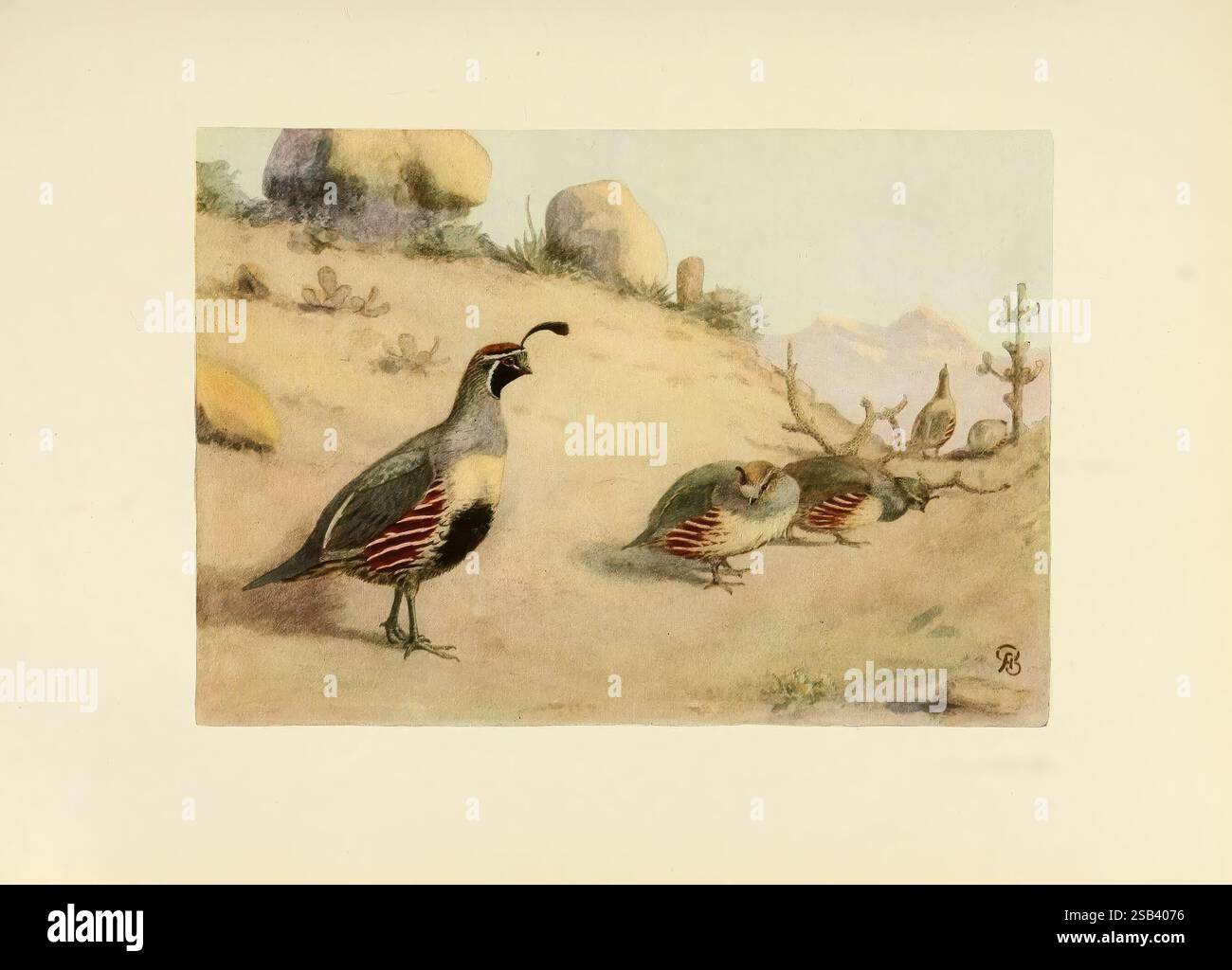 Two quails nestled hi-res stock photography and images - Alamy