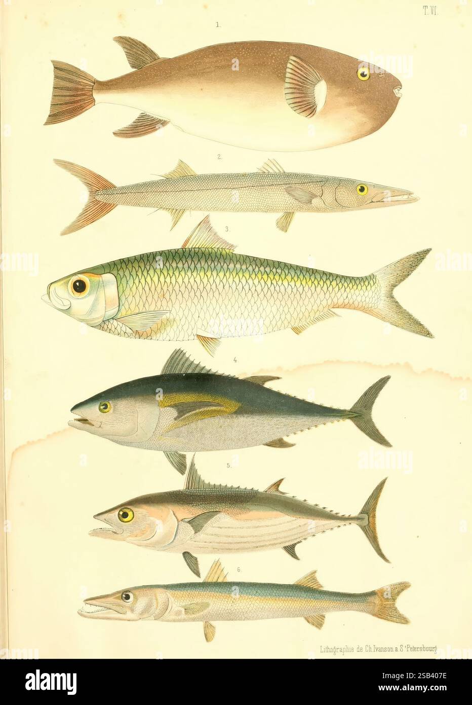 Includes labeled fish profiles hi-res stock photography and images - Alamy