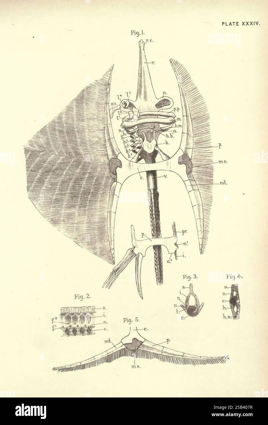 Illustrations of zoology: invertebrates & vertebrates Edinburgh, Y. J ...