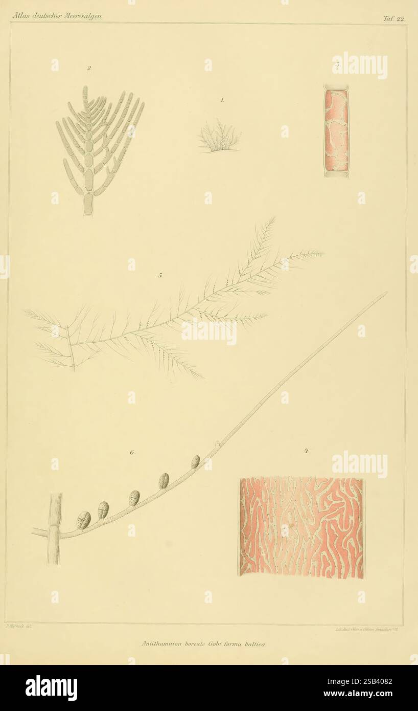 Segmented leaf patterns hi-res stock photography and images - Alamy