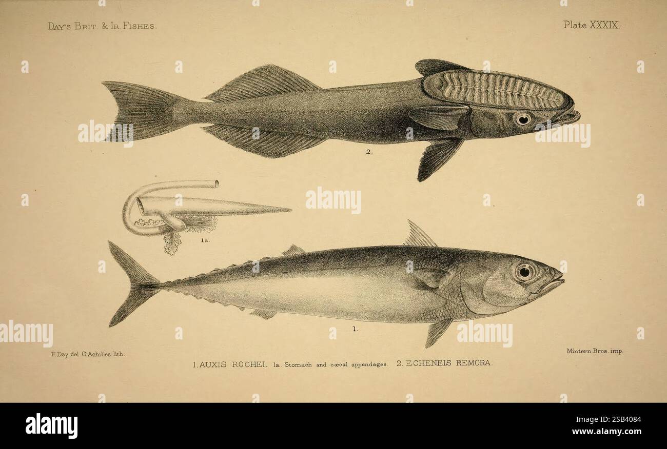 Featuring two distinct fish species hi-res stock photography and images ...