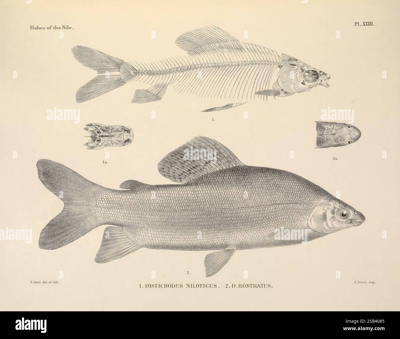 The fishes of the Nile. London, Pub. for the Egyptian government by H ...
