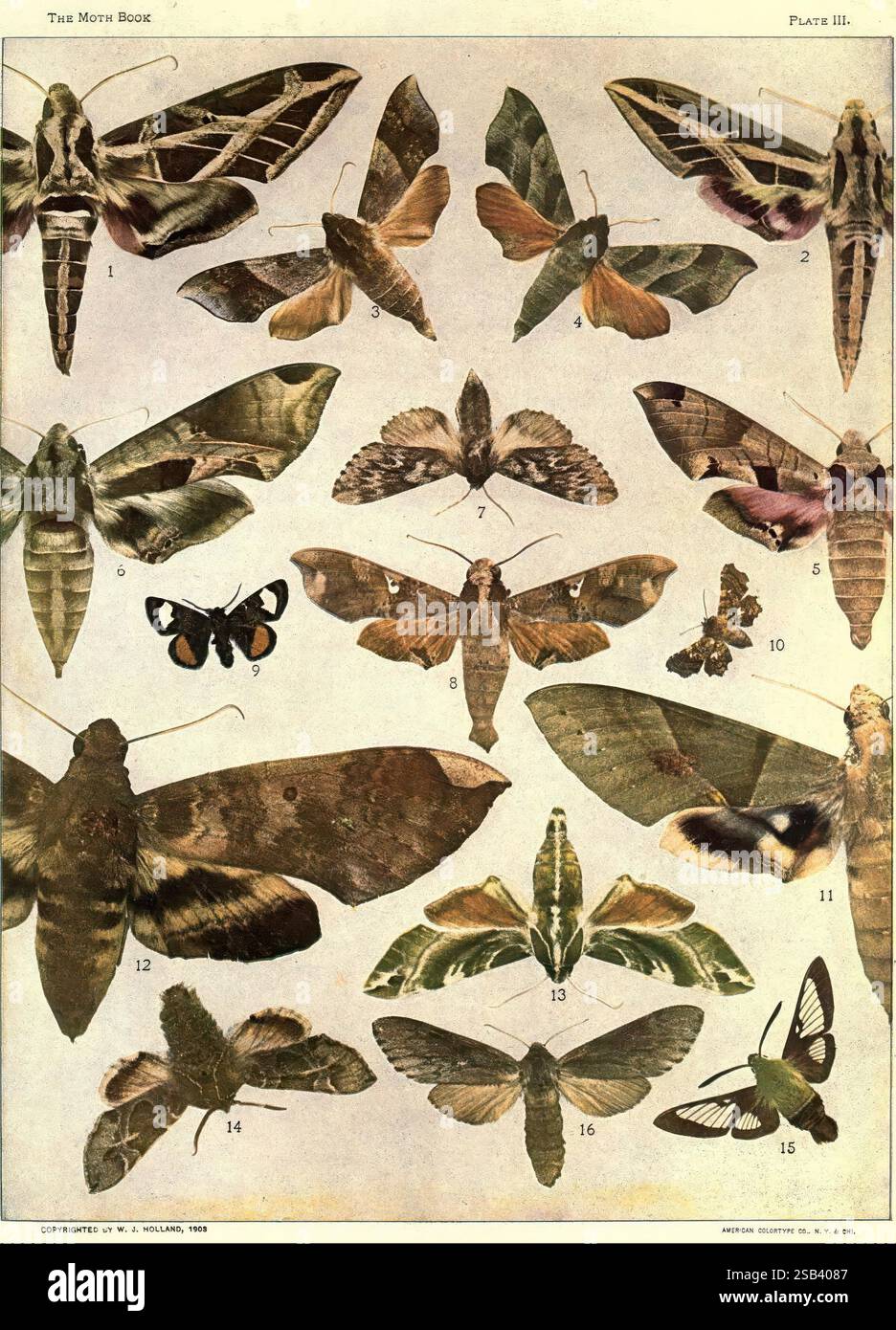 The moth book Garden City New York Page & Company 1916 North America ...