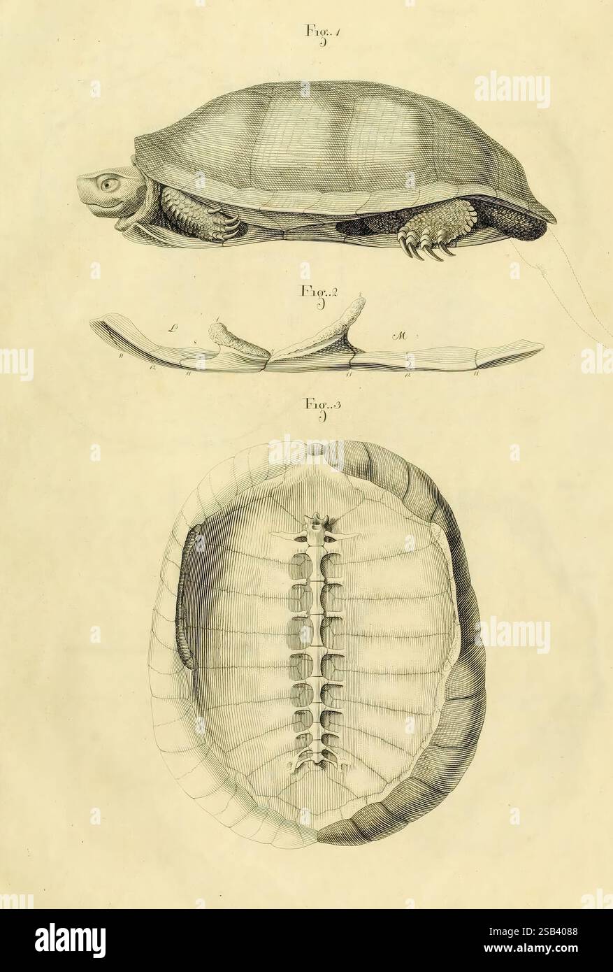 Anatome testudinis Europaeae, Vilnae, Impensis auctoris, typis Josephi ...