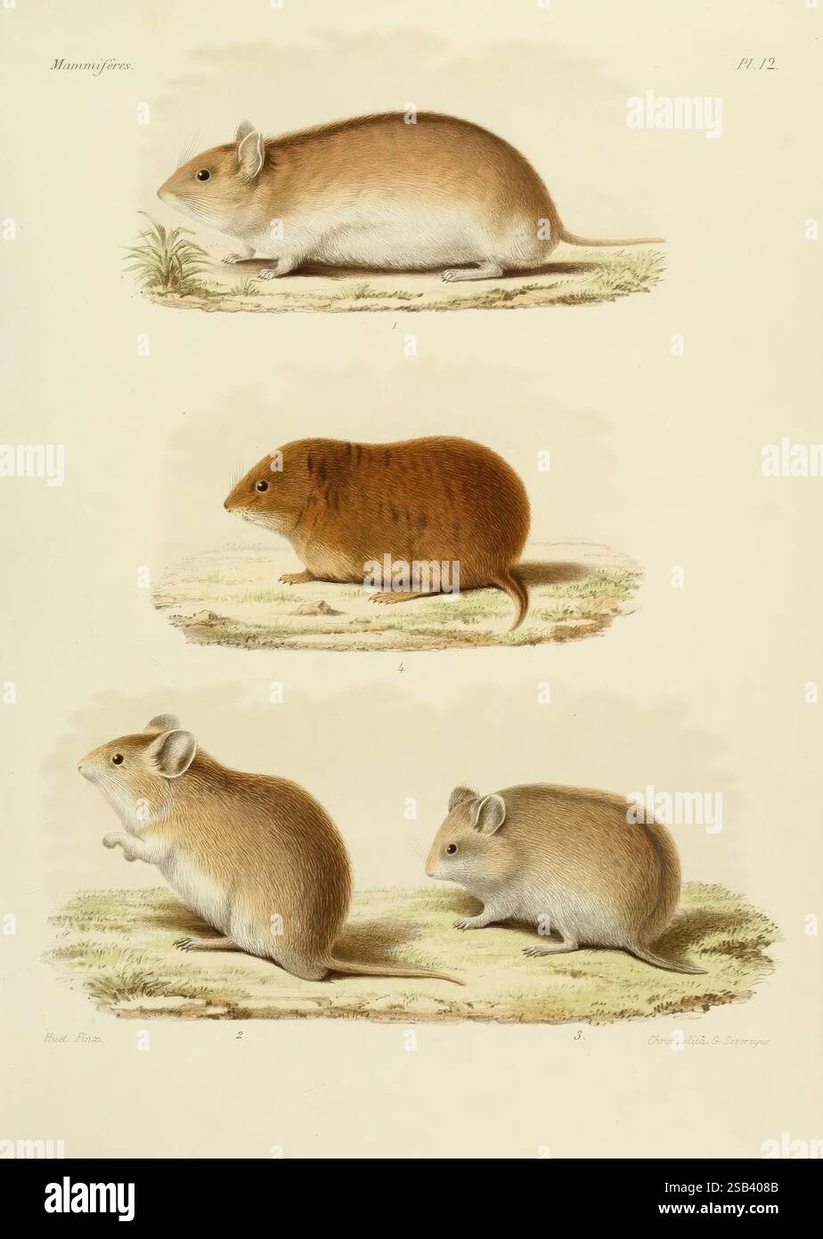 Second creature exhibits hi-res stock photography and images - Alamy