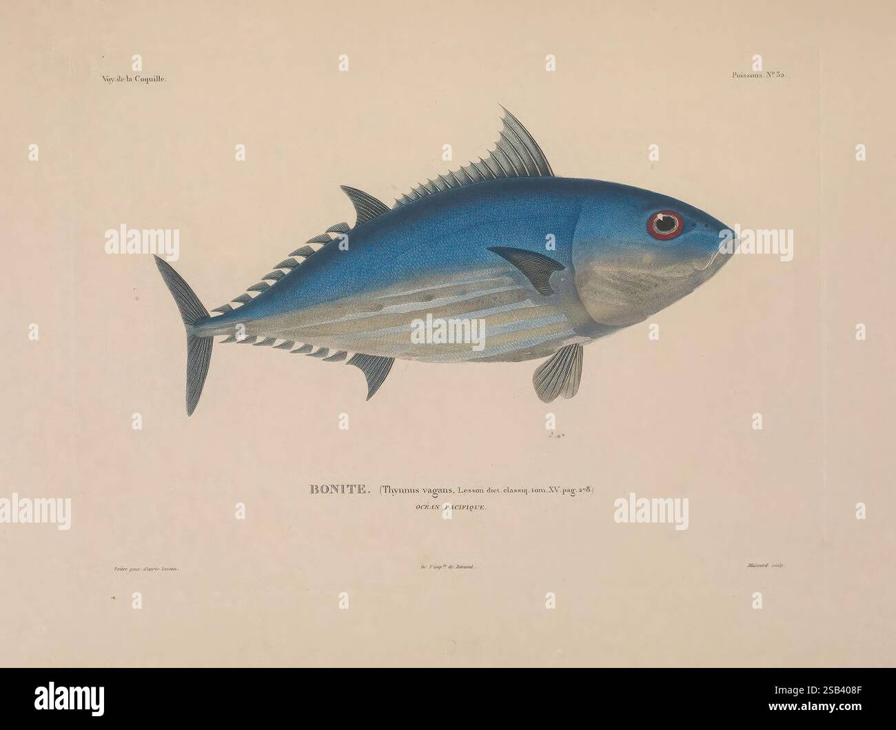 Fish specimen featuring hi-res stock photography and images - Alamy