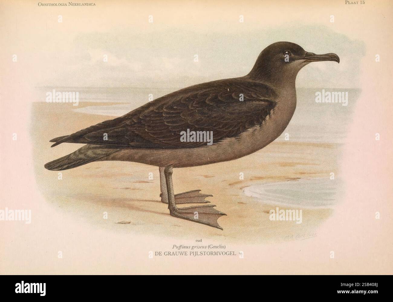 Nijhoff 1922 35 birds netherlands ardenna grisea sooty shearwate hi-res ...