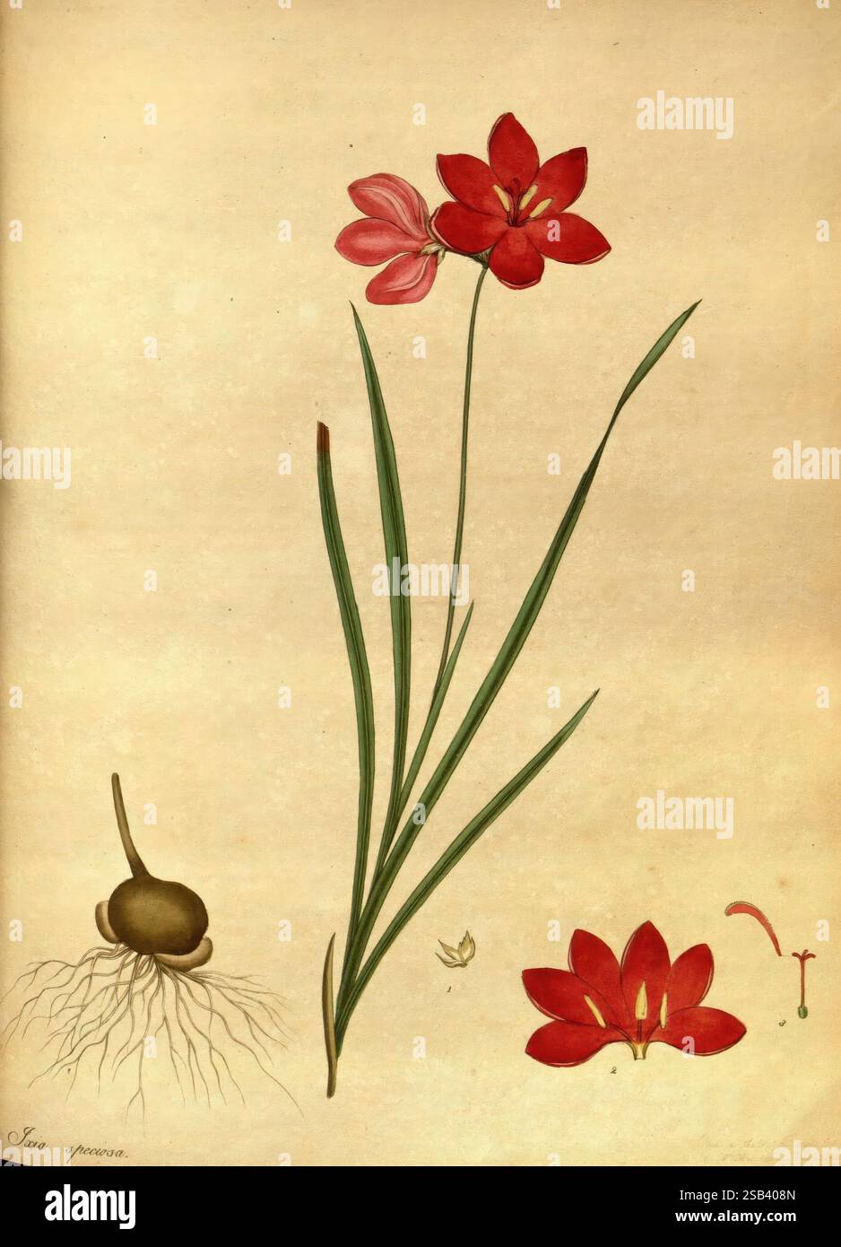 Showcasing slender petals hi-res stock photography and images - Alamy