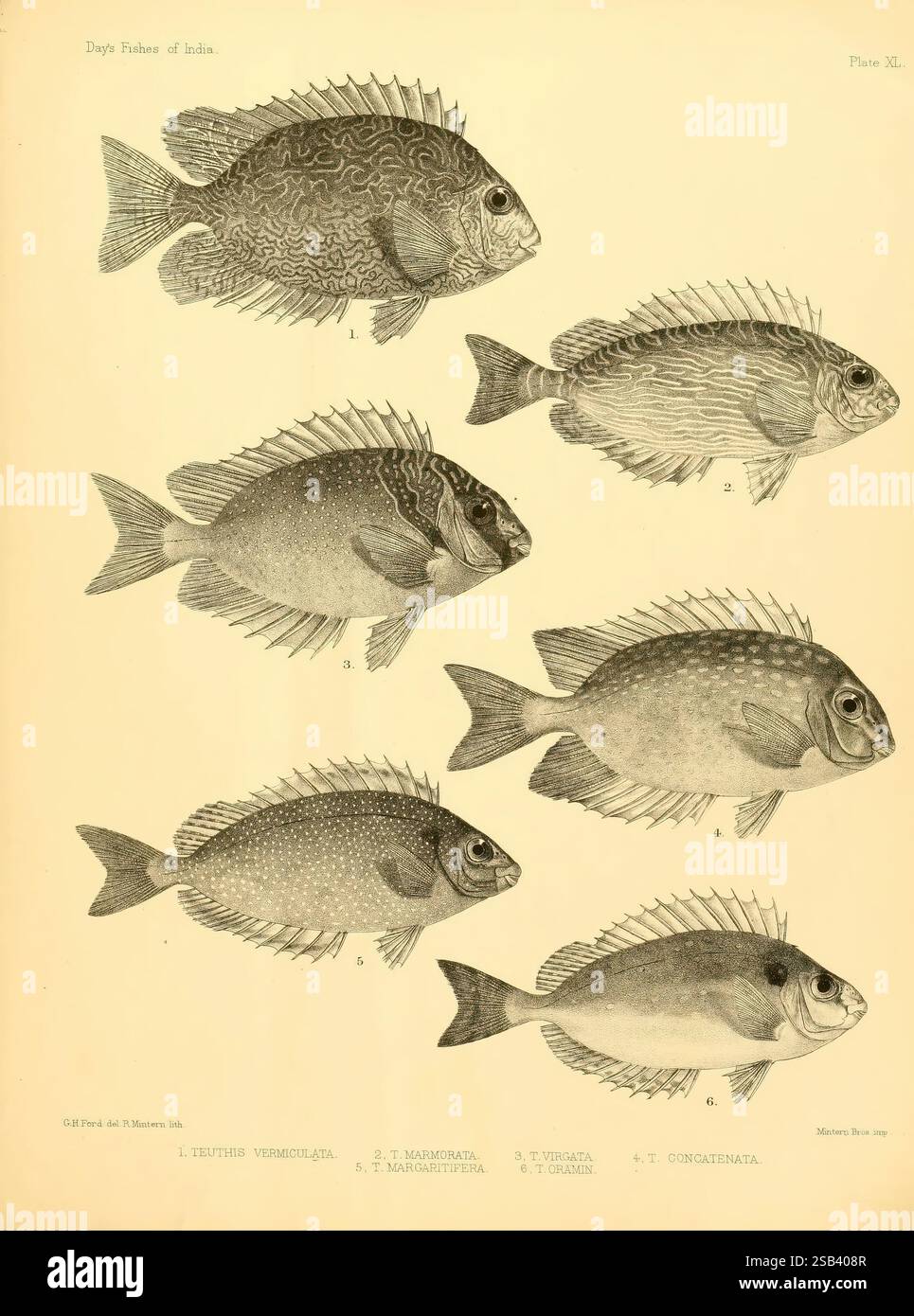 The fishes of India, [1875]-1878. India, Burma, Indian Ocean, Sri Lanka ...