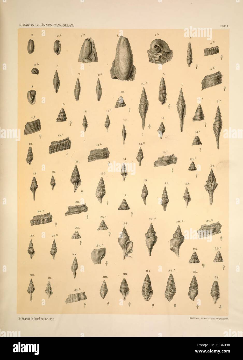 Die Fauna des Obereocäns von Nanggulan Java Leiden E.J. Brill 1914-1915 ...