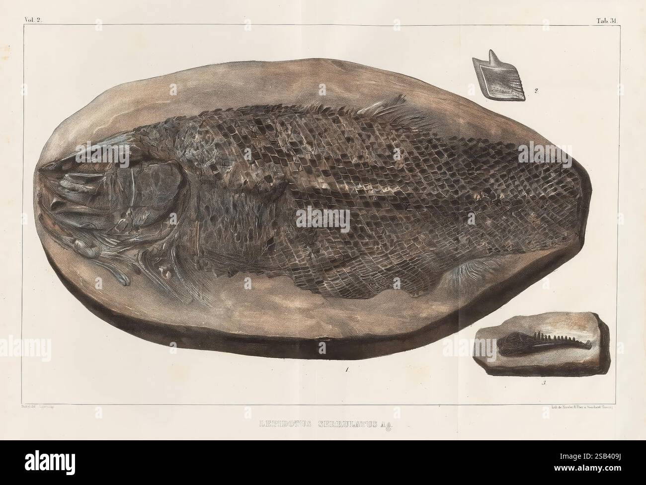 Structure of a fish scale hi-res stock photography and images - Alamy