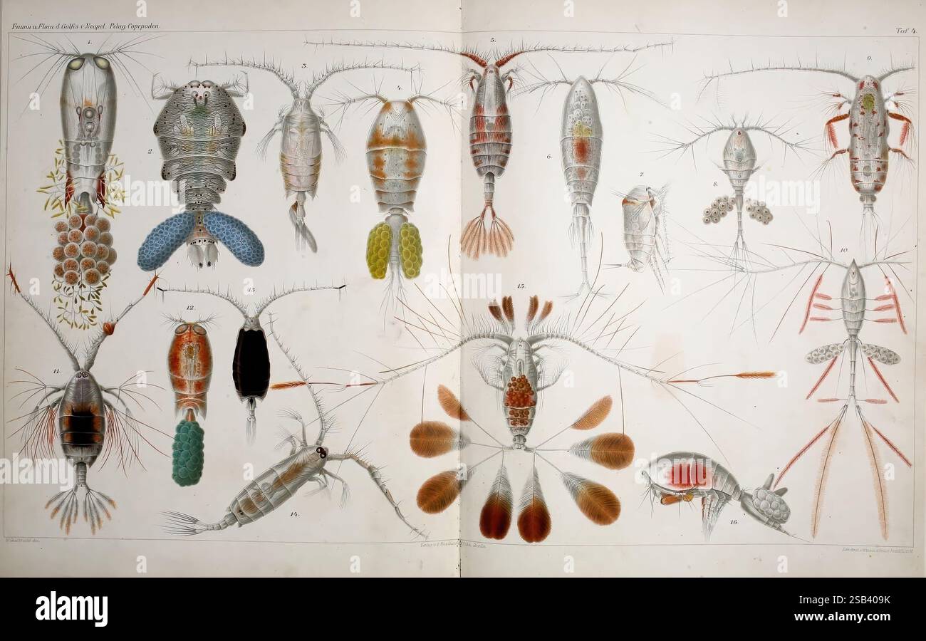 Systematik, und, faunistik, der, pelagischen, Copepoden, des, Golfes ...