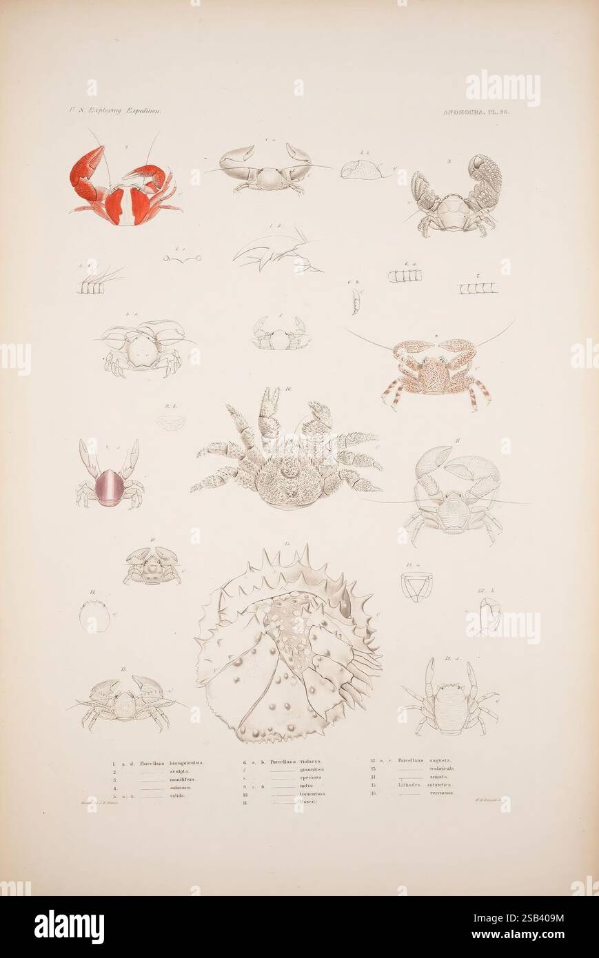 Crustacea, Philadelphia, Printed by C. Sherman, 1852-55 [i.e. 1861 ...