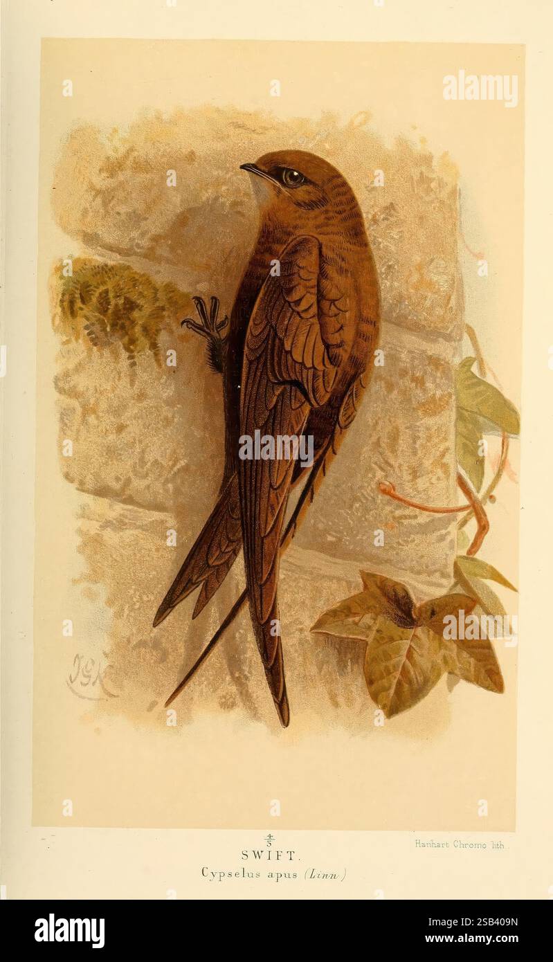 Herbert chevrette hi-res stock photography and images - Alamy