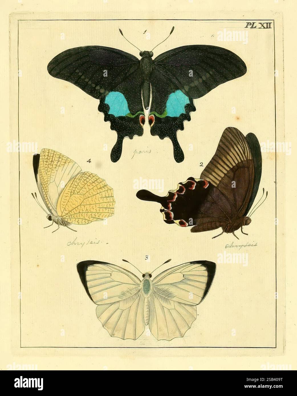 Illustrations of Natural History, London, Printed for the author and ...
