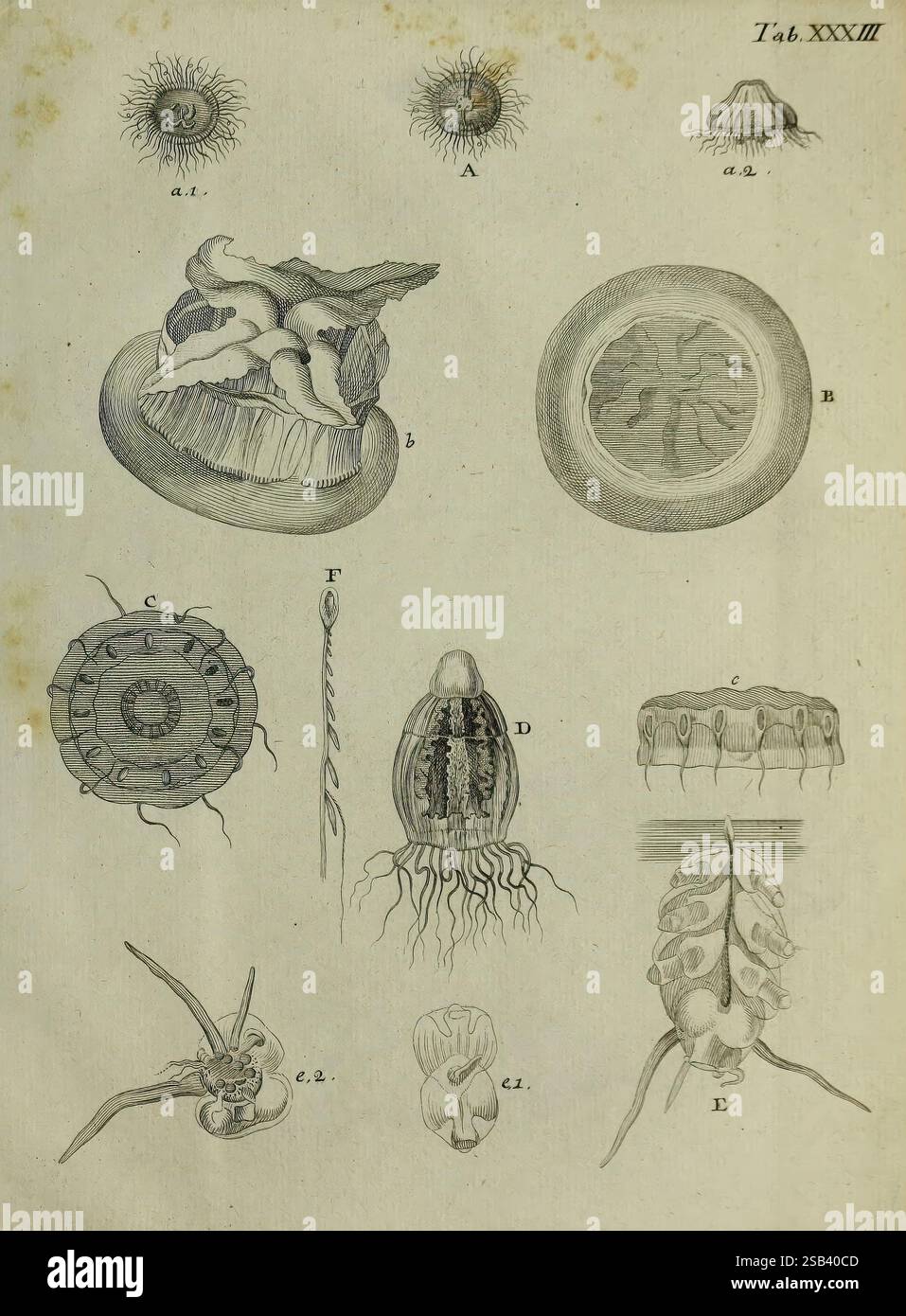 Icones rerum naturalium, Hauniæ [i.e, Copenhagen], Ex officina Mölleri ...