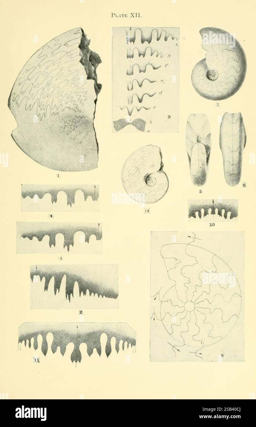 Acceleration, of, development, in, fossil, Cephalopoda, Stanford ...