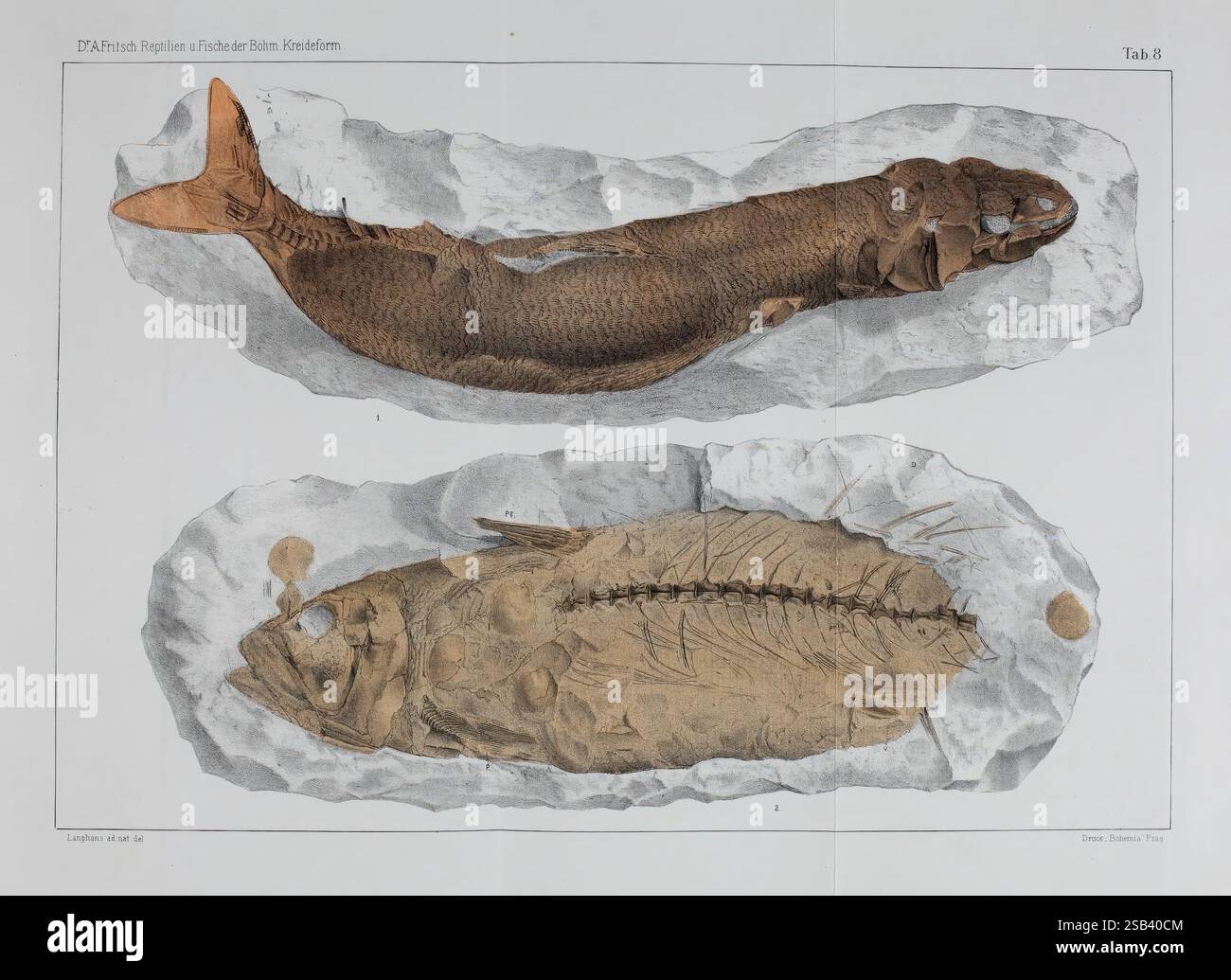 Fossil fish long body hi-res stock photography and images - Alamy