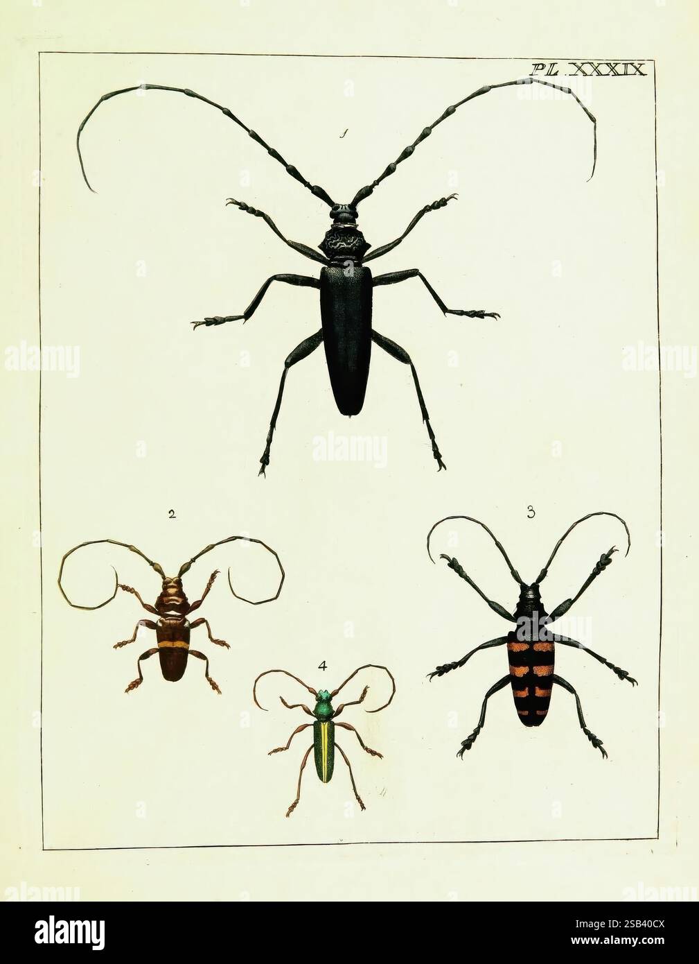 Large black beetle stands hi-res stock photography and images - Alamy