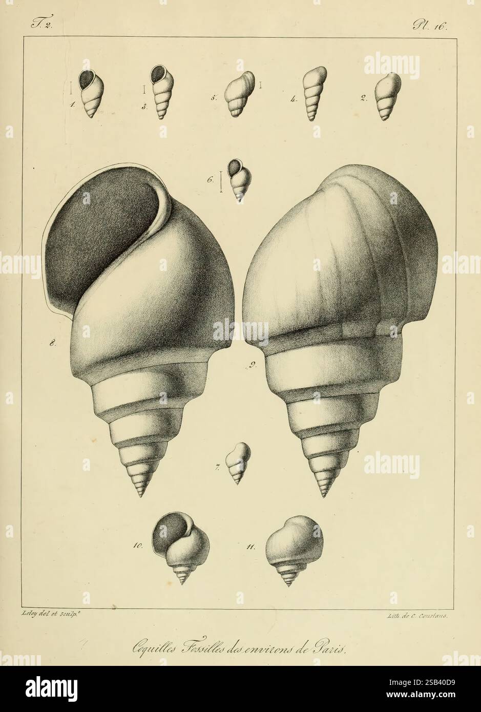 Understanding molluscan anatomy hi-res stock photography and images - Alamy