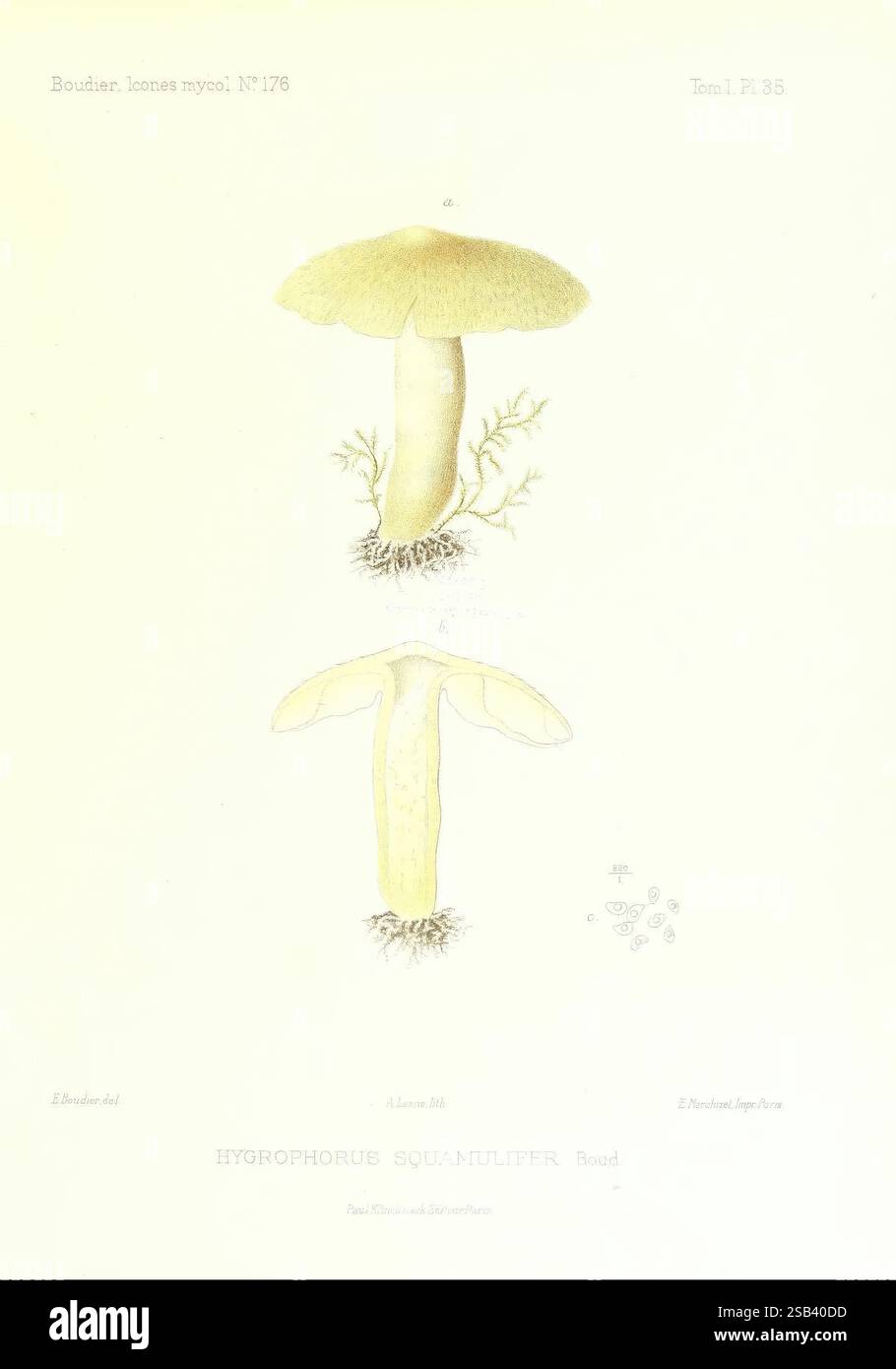 Icones mycologicae, ou Iconographie des champignons de France ...