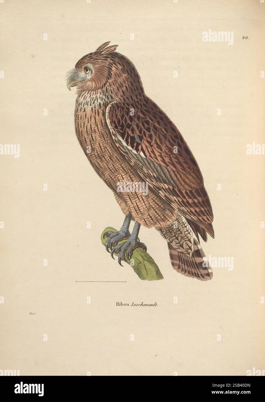 1838 birds pictorial works bubo zeylonensis strix leschenaulti hi-res ...