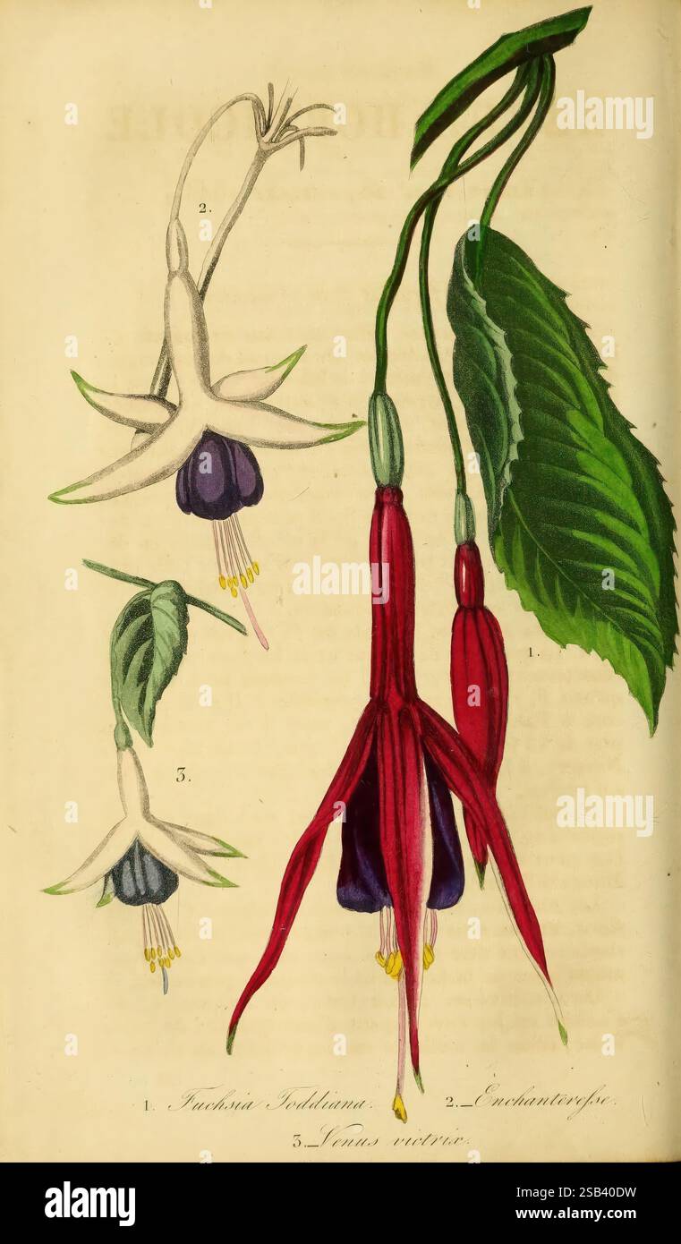 Toddiana taxonomy hi-res stock photography and images - Alamy