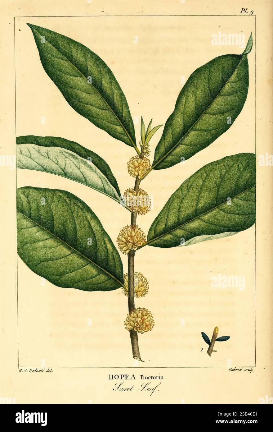 Hopea tintoria plant hi-res stock photography and images - Alamy