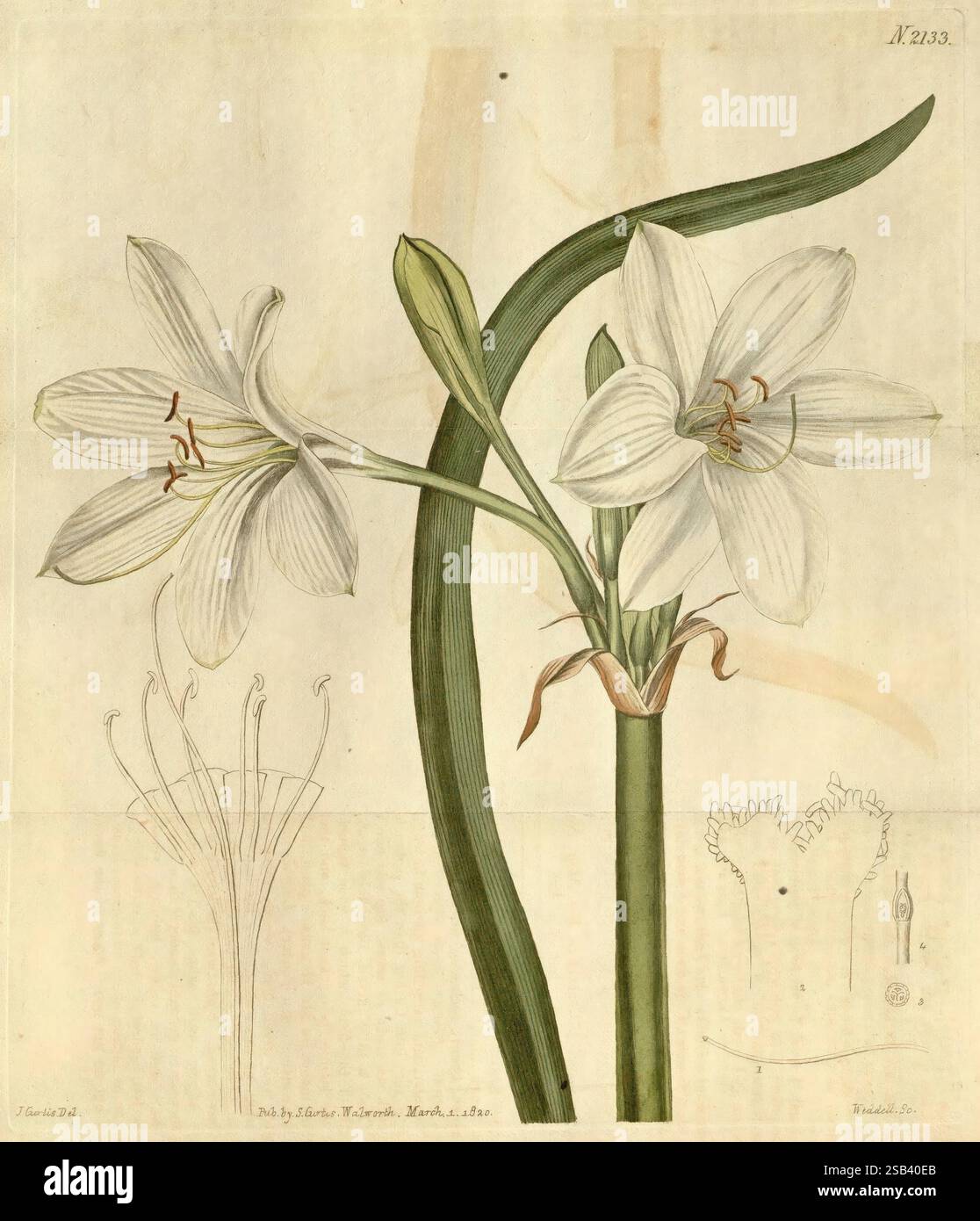 Curtis's Botanical Magazine London, New York Botanical Illustration ...