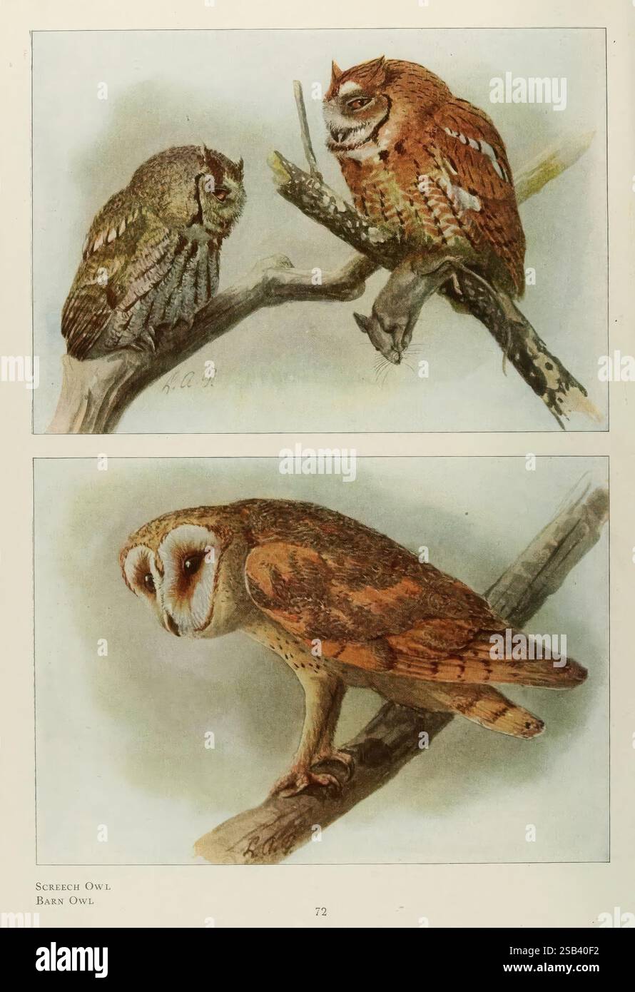 Artwork features two distinct species of owls hi-res stock photography ...