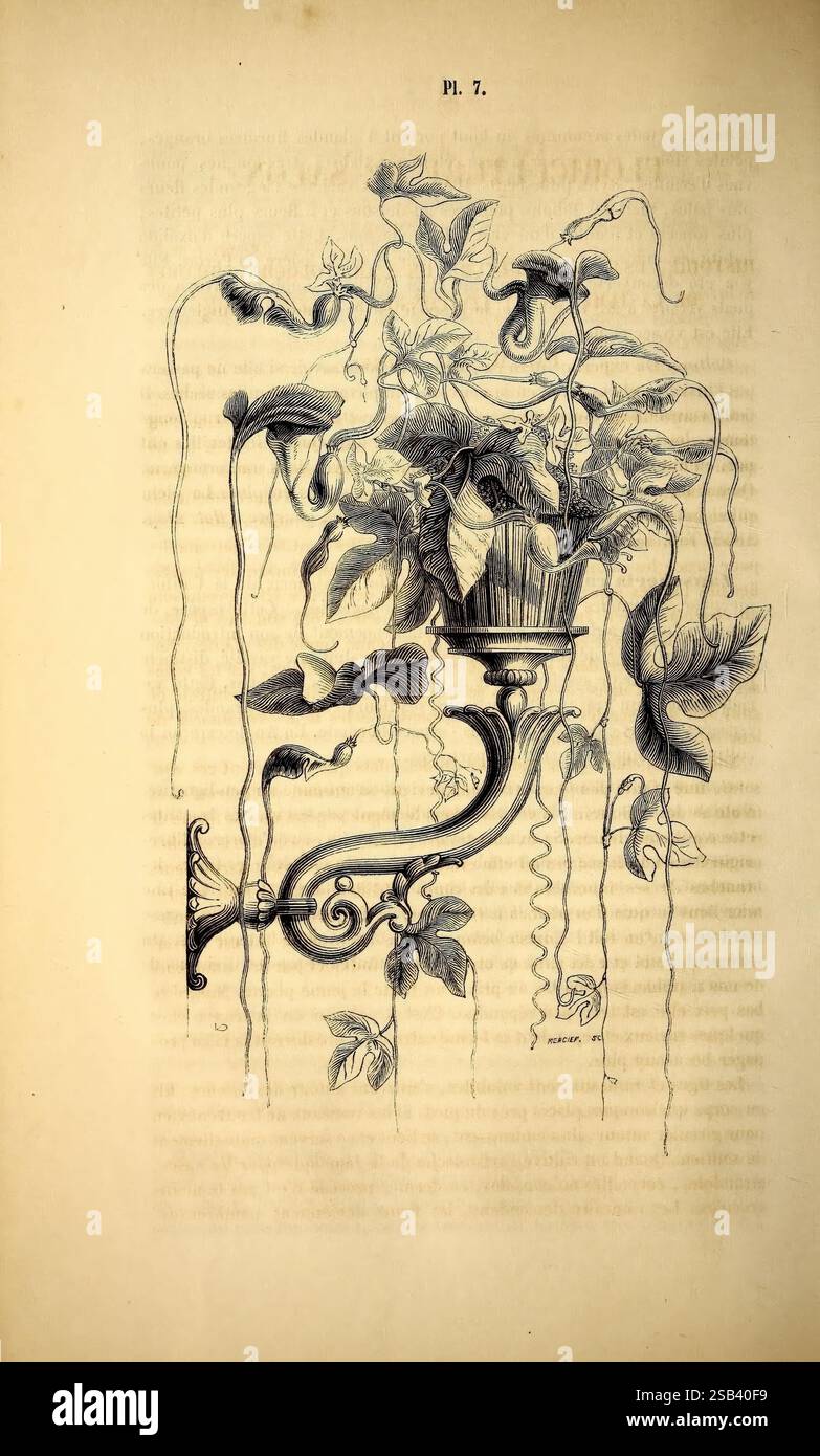 Showcasing detailed vines hi-res stock photography and images - Alamy