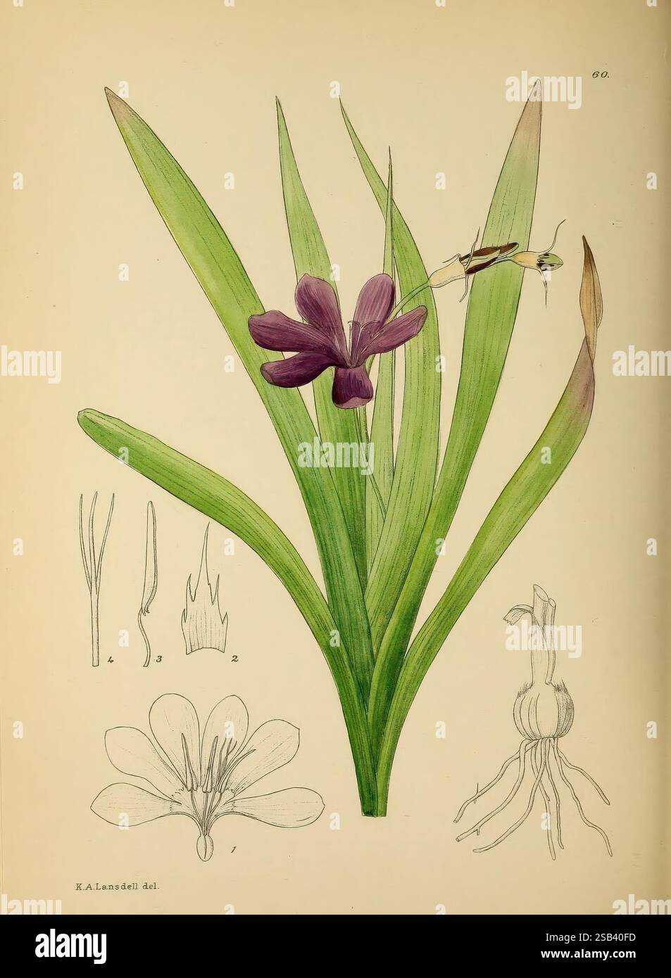 The Flowering Plants of Africa. Pretoria Botanical Research Institute ...