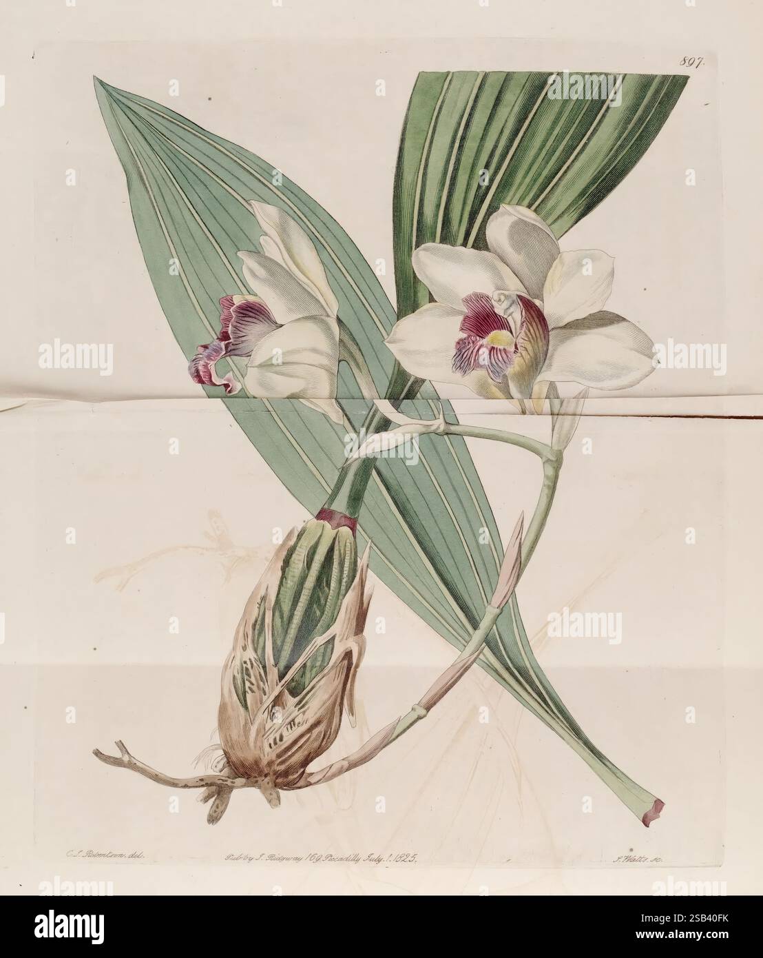 The Botanical Register, London, Printed for James Ridgway, 1815-1828 ...