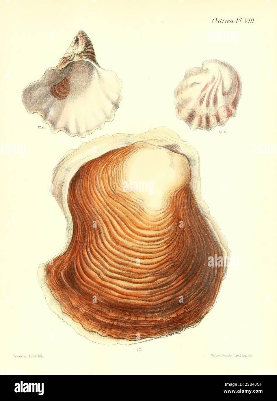 Pronounced coloration patterns hi-res stock photography and images - Alamy