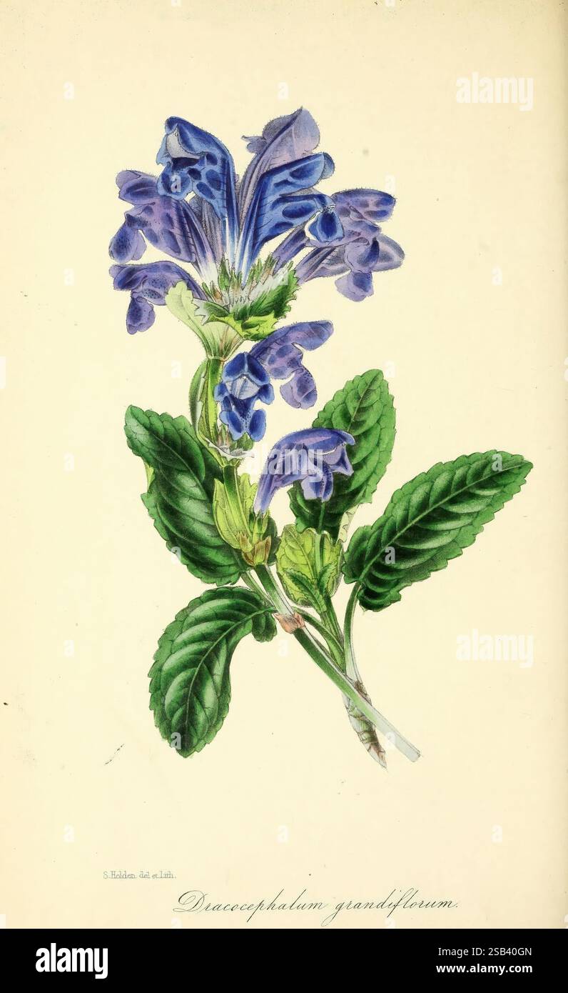 Paxton's Magazine of Botany, London, Orr and Smith, botany, periodicals ...