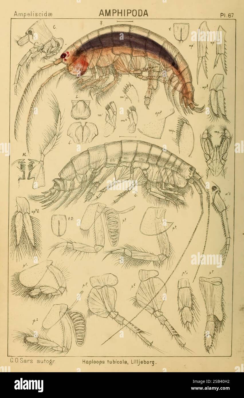 Amphipod anatomy hi-res stock photography and images - Alamy