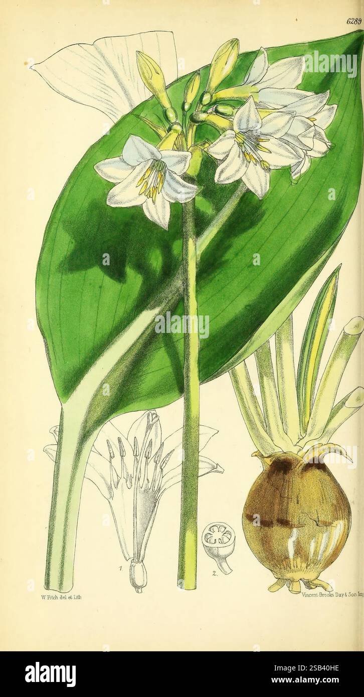 Curtis's Botanical Magazine London Botanical Illustration Botany ...