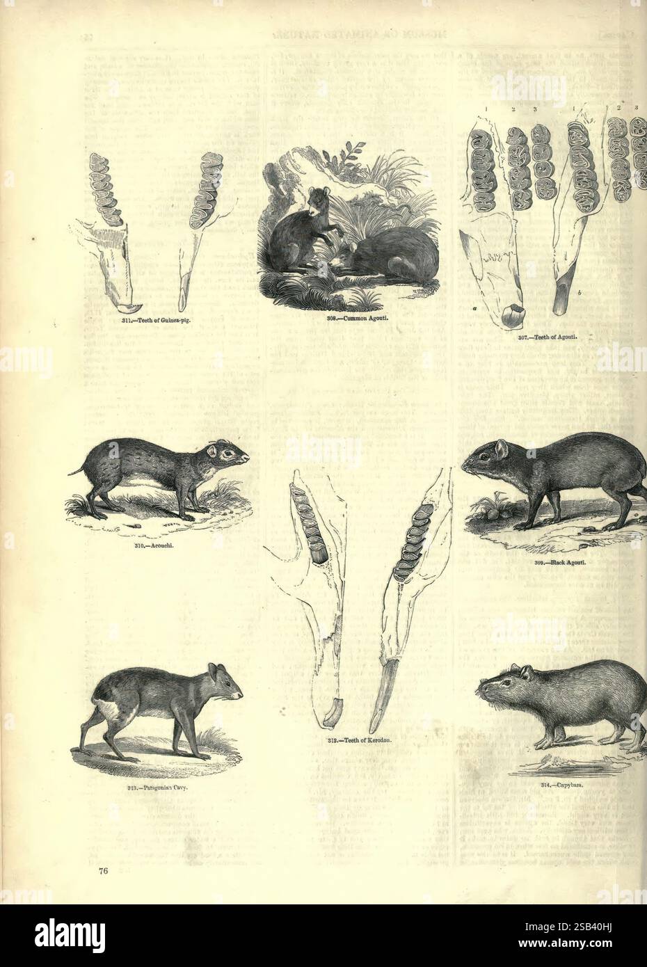 Various rodent species hi-res stock photography and images - Alamy