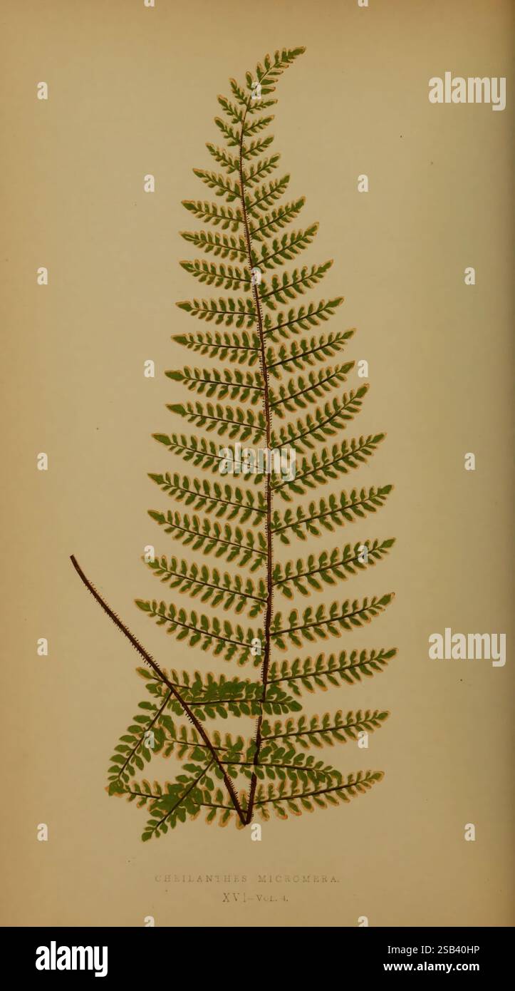 Different fern complements hi-res stock photography and images - Alamy