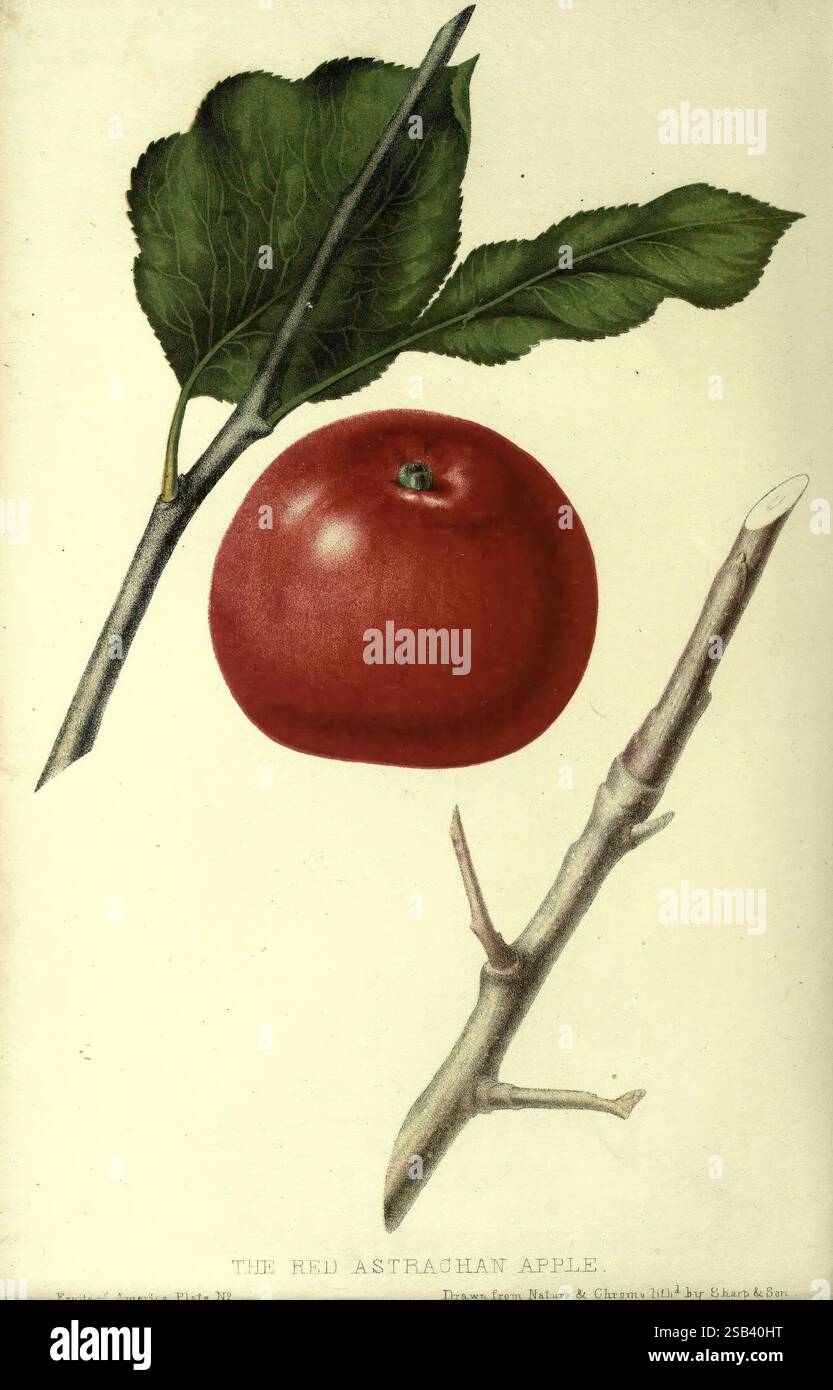 Pictorial works malus hi-res stock photography and images - Alamy