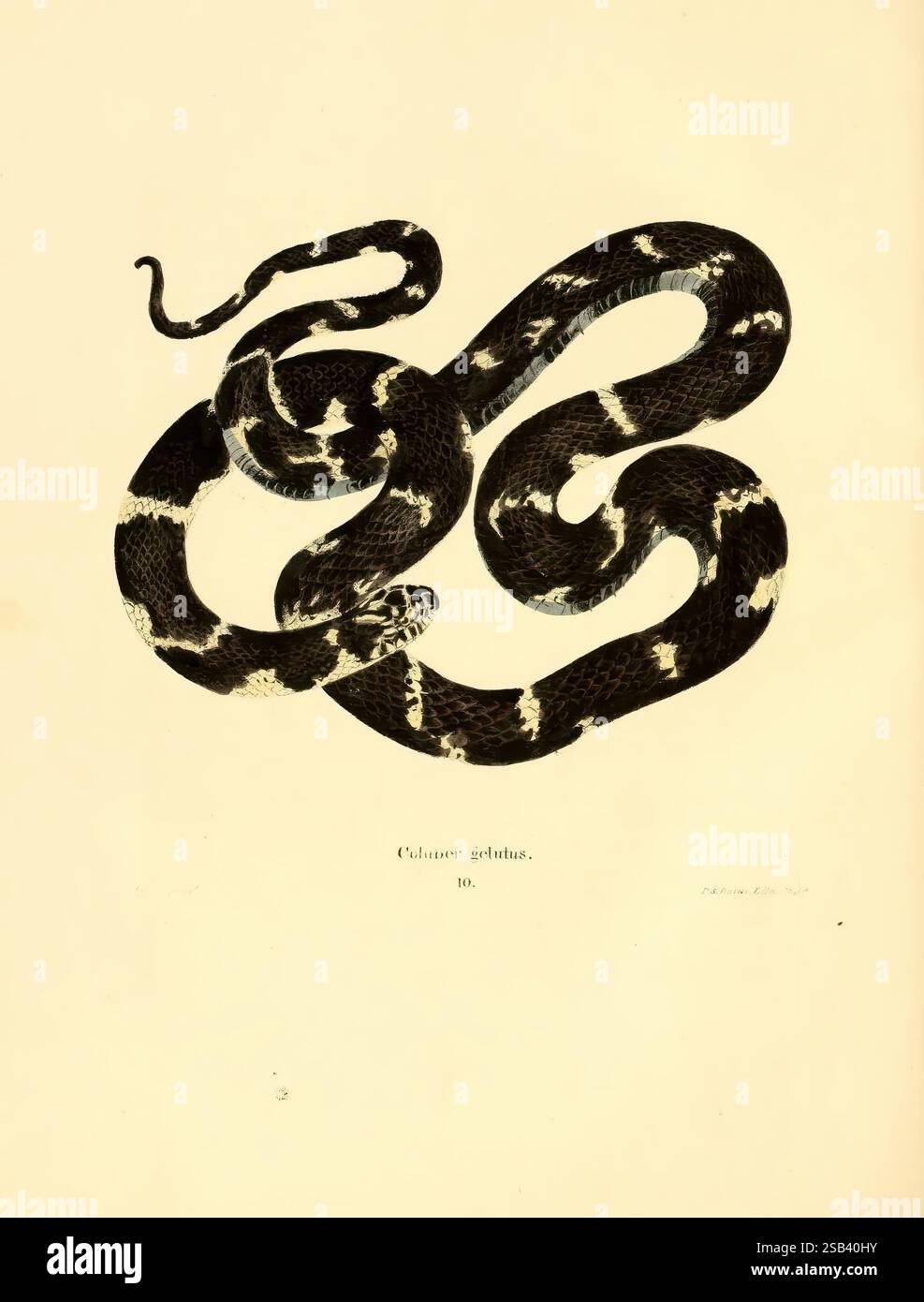 Sinuous body forms hi-res stock photography and images - Alamy